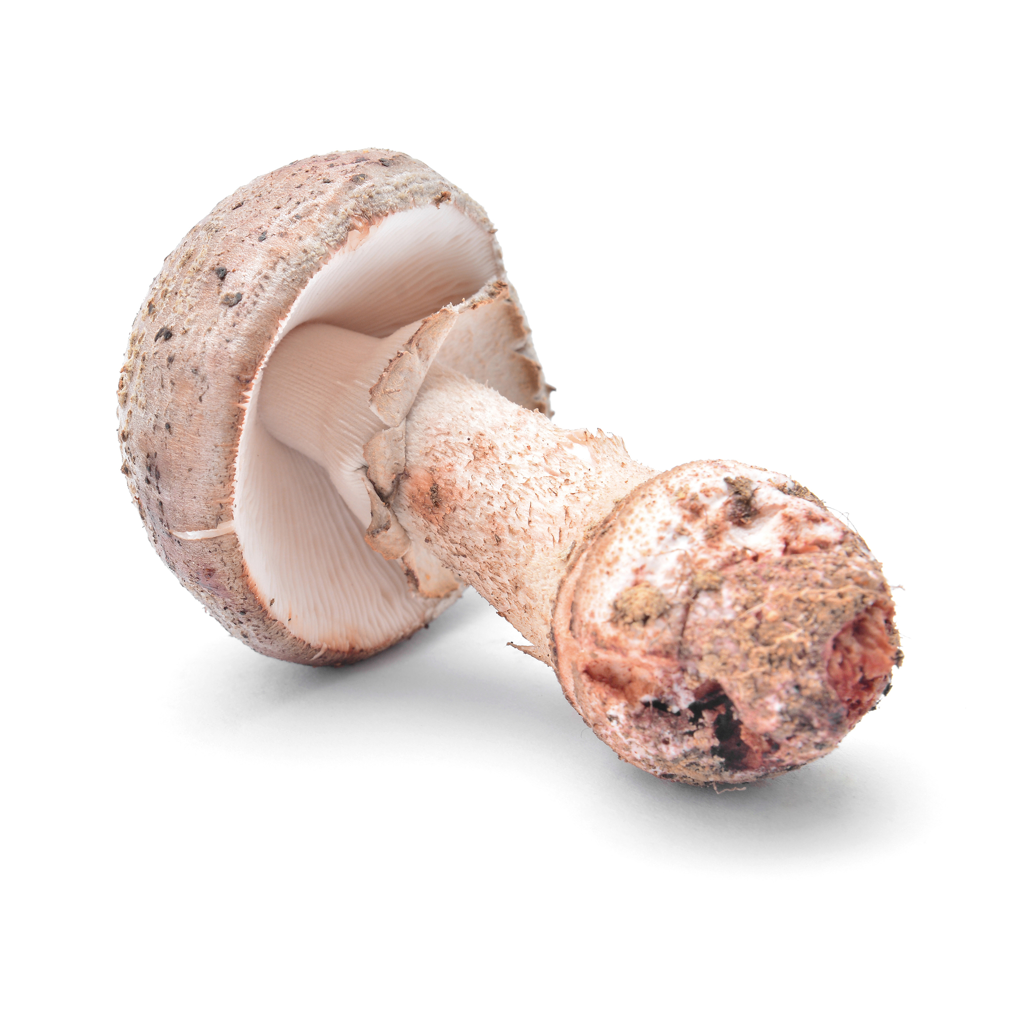 AMANITE ROUGISSANTE – MYCELIO