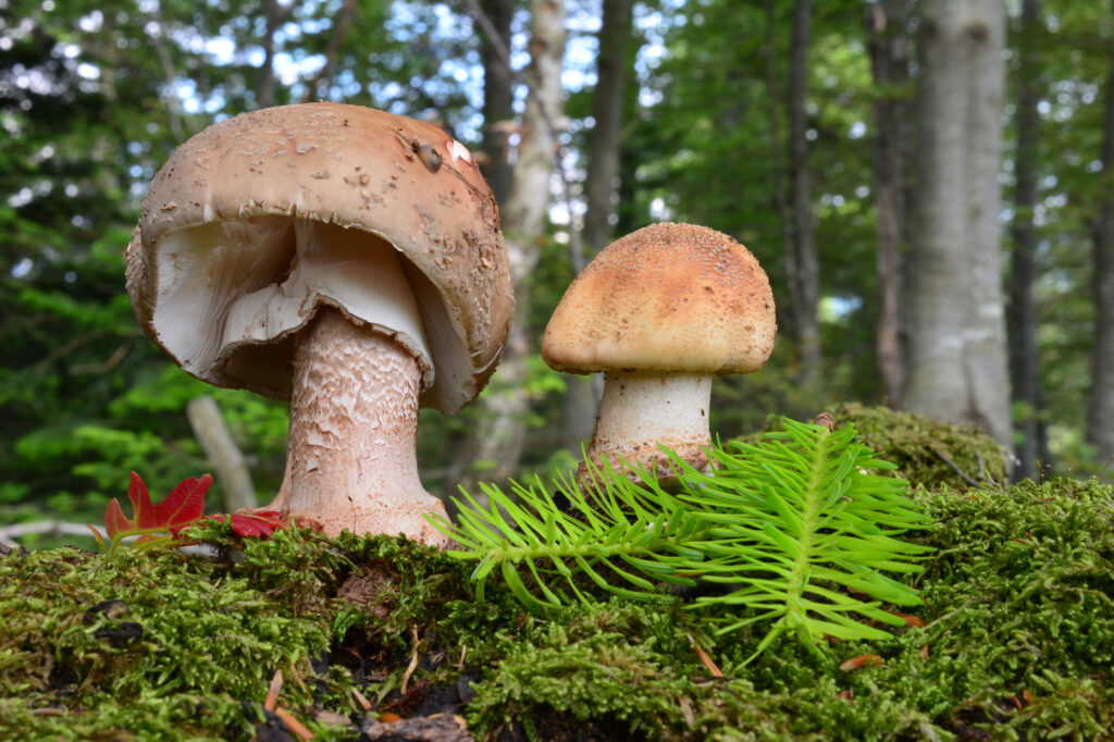 AMANITE ROUGISSANTE – MYCELIO