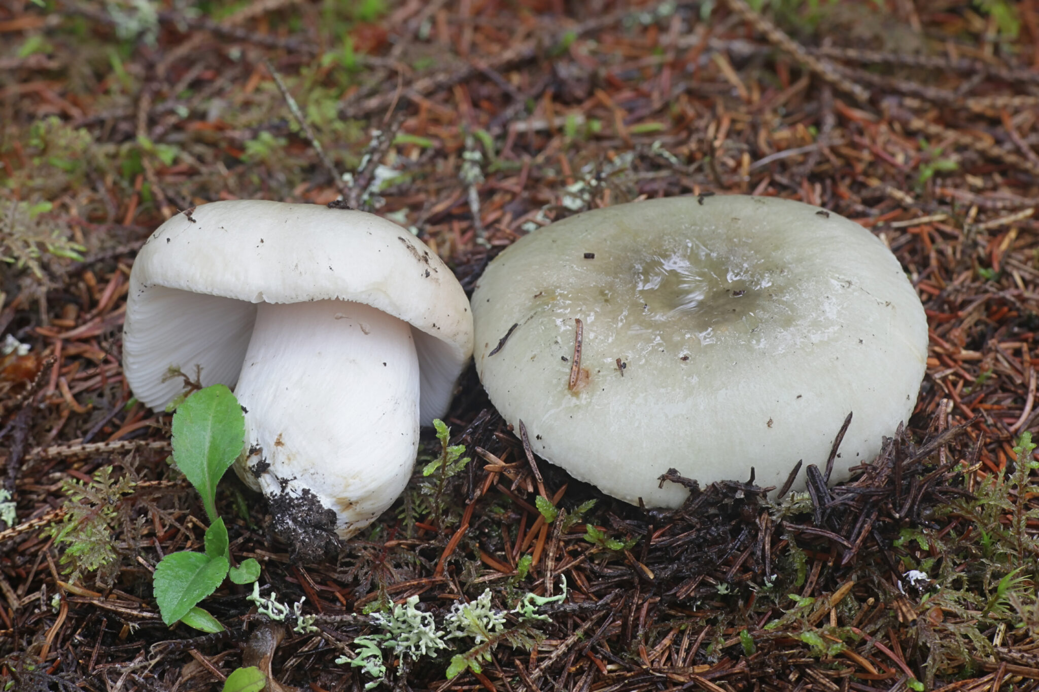 Russule verdoyante – MYCELIO