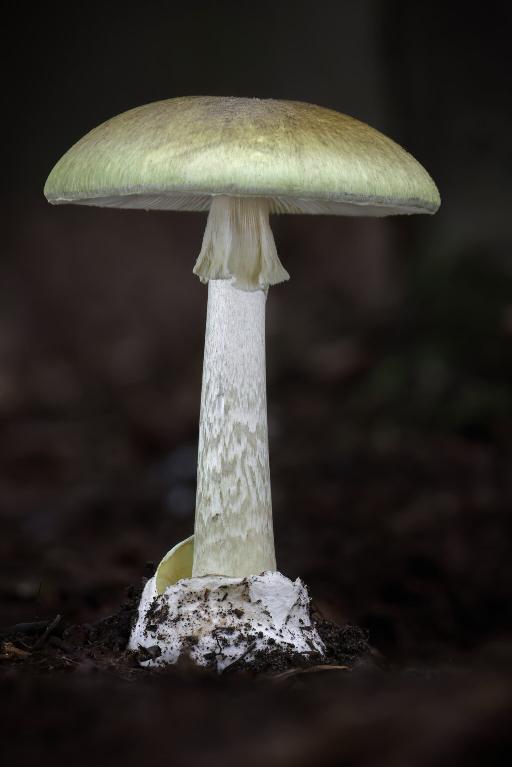 Amanite phalloïde – MYCELIO