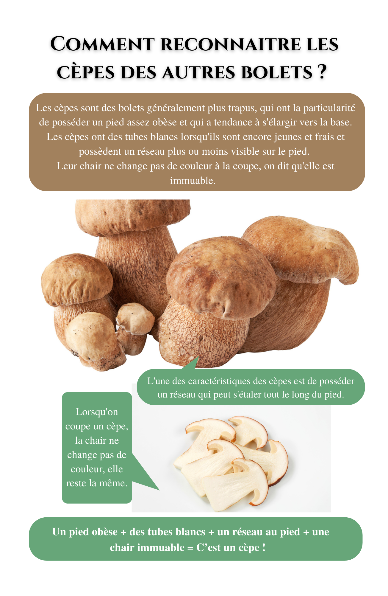 Comment savoir si mon bolet est un cèpe ? – MYCELIO