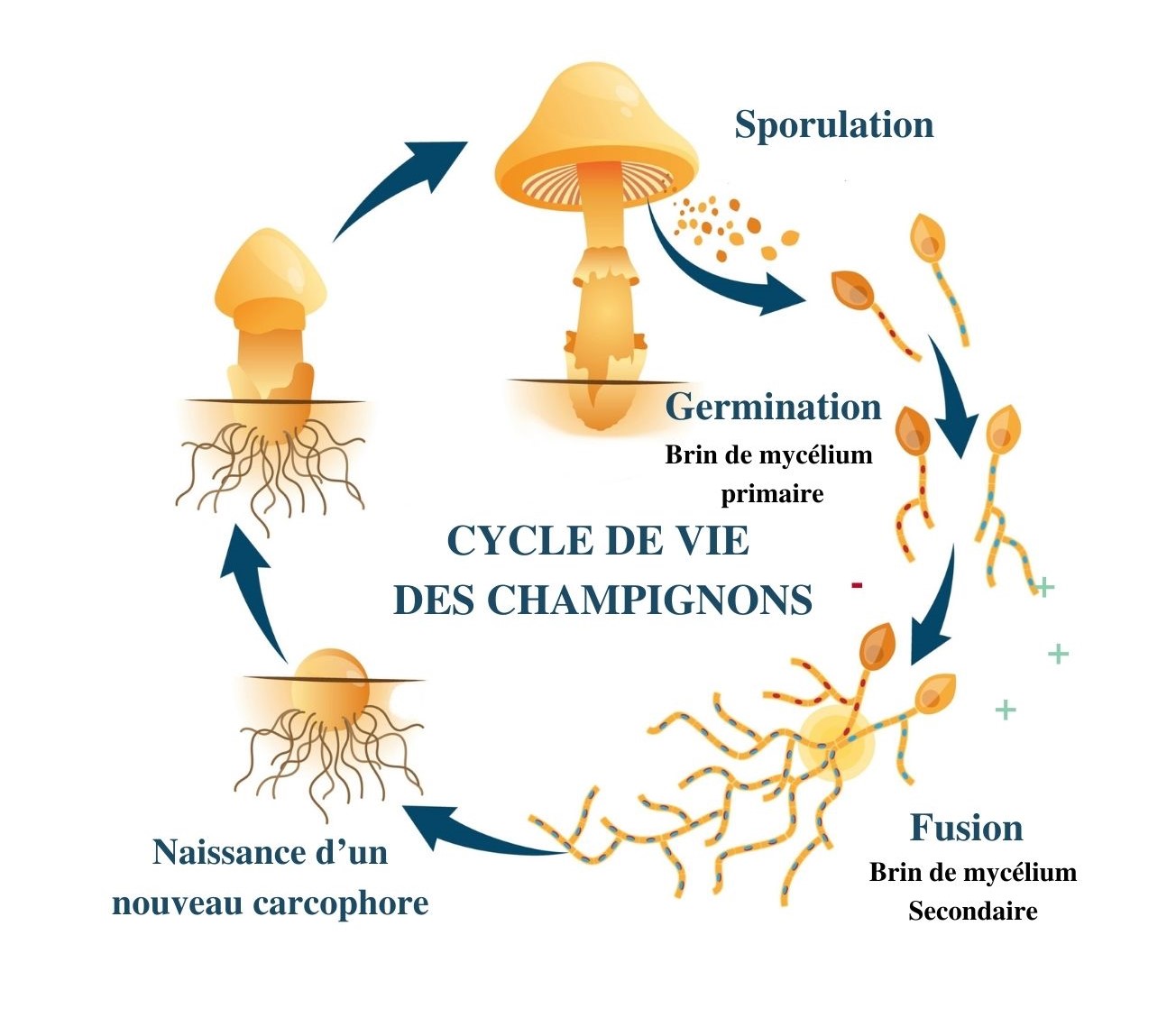 Comment se reproduisent les champignons ? – MYCELIO