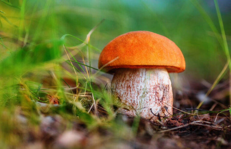 BOLET ORANGE DES CHENES – MYCELIO